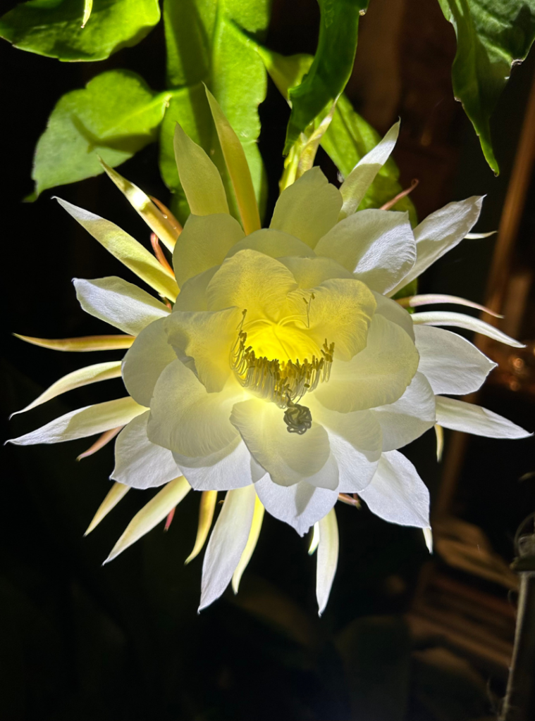 Southern Garden History Society
