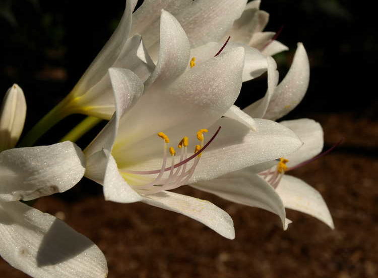 Southern Garden History Society