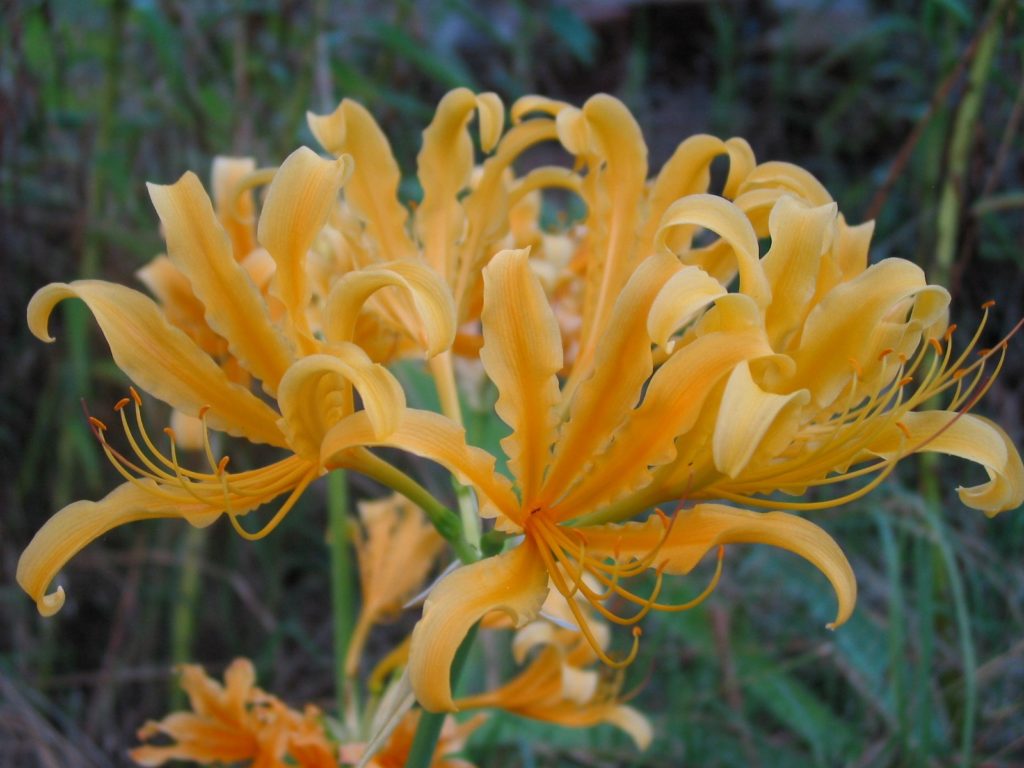 Southern Garden History Society