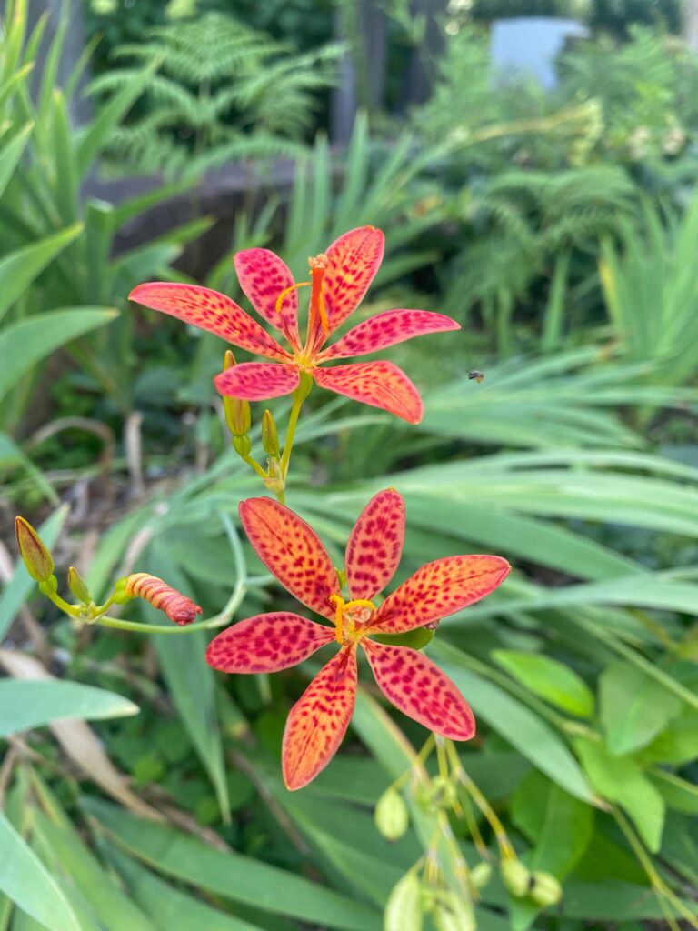 Southern Garden History Society
