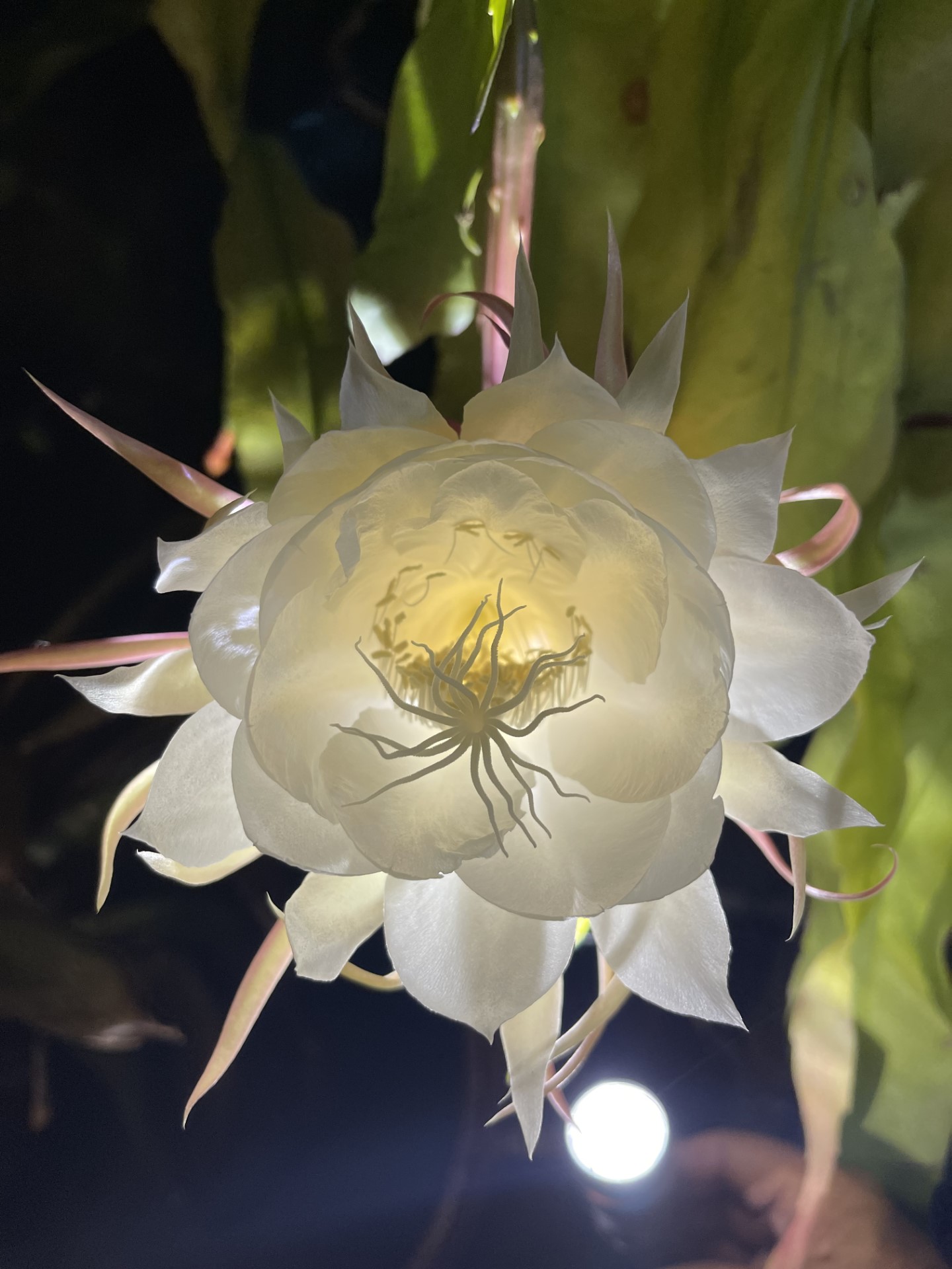 Southern Garden History Society